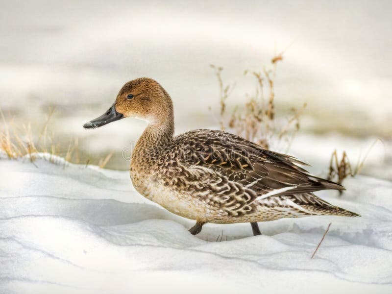Pintail duck in winter stock image. Image of walking - 135018969