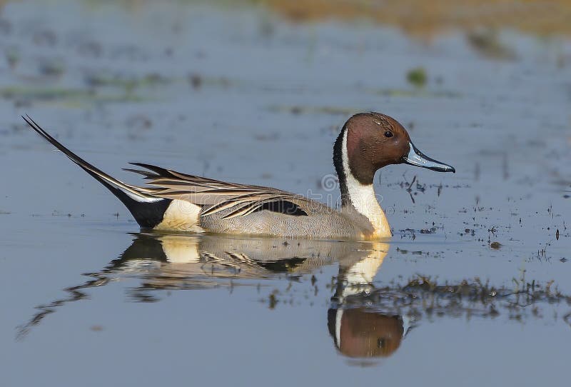 Common Pintail Having Pin Like Tail with Reflection Stock Photo - Image ...