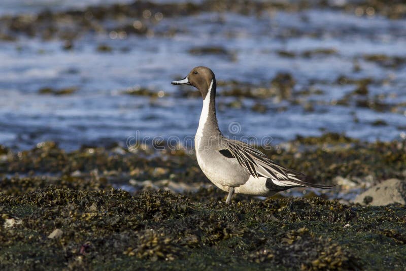 Pintail Male Standing on the Beach at Low Stock Photo - Image of birds ...