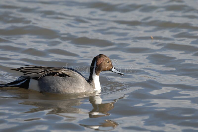 Pintail stock image. Image of pintail, bird, nature - 140620131