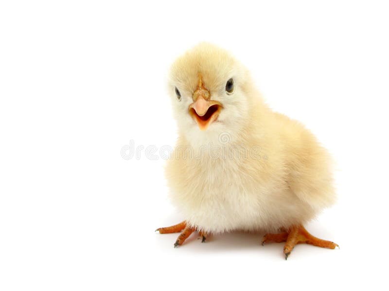 Pintainho imagem de stock. Imagem de barato, espuma, pintainho - 10449675