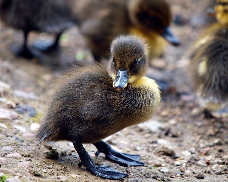 Pintainho foto de stock. Imagem de vida, bebê, nave, sono - 31153438
