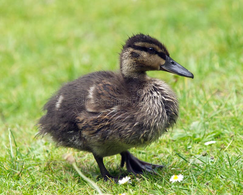 Pintainho foto de stock. Imagem de vida, bebê, nave, sono - 31153438