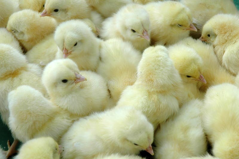 Pintainho foto de stock. Imagem de pássaros, fazenda, novo - 667708