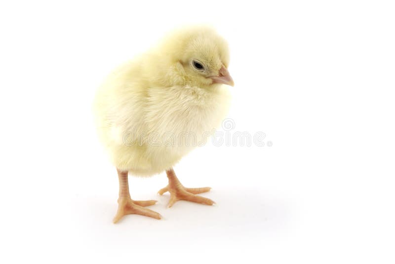 Pintainho foto de stock. Imagem de amarelo, gado, anestesia - 978496