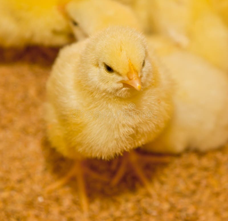 Pintainho amarelo imagem de stock. Imagem de gaiola, olhar - 19692763