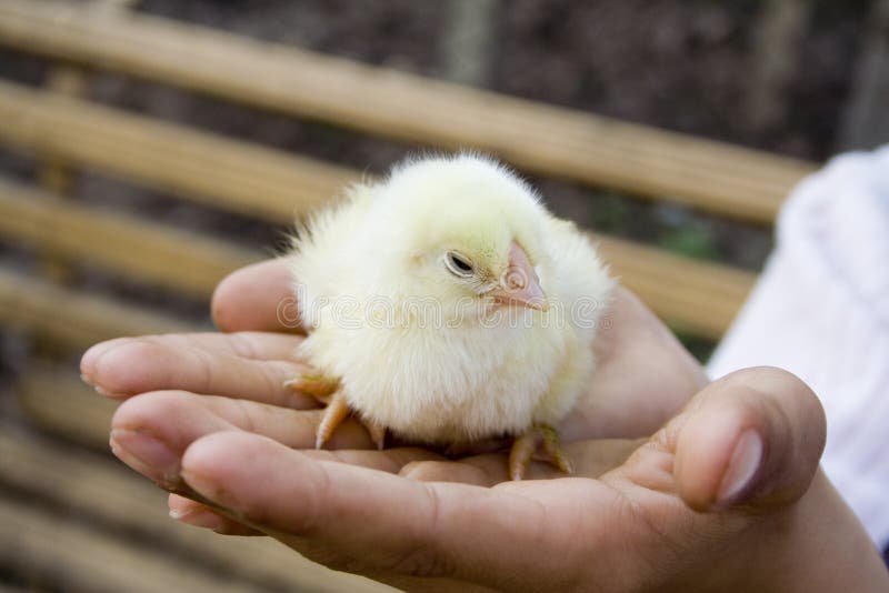 Pintainho Amarelo Nos Hends Da Criança Imagem de Stock - Imagem de ...