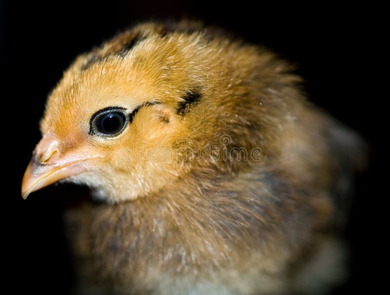 Pintainho Distorcido Pouco Amarelo E Alaranjado Imagem de Stock ...