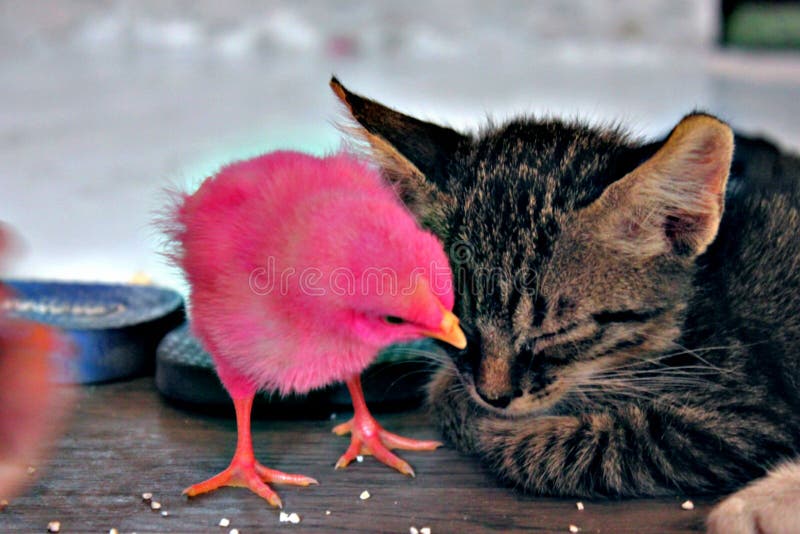 Pintainho Do Gato E Da Galinha Imagem de Stock - Imagem de galinha ...