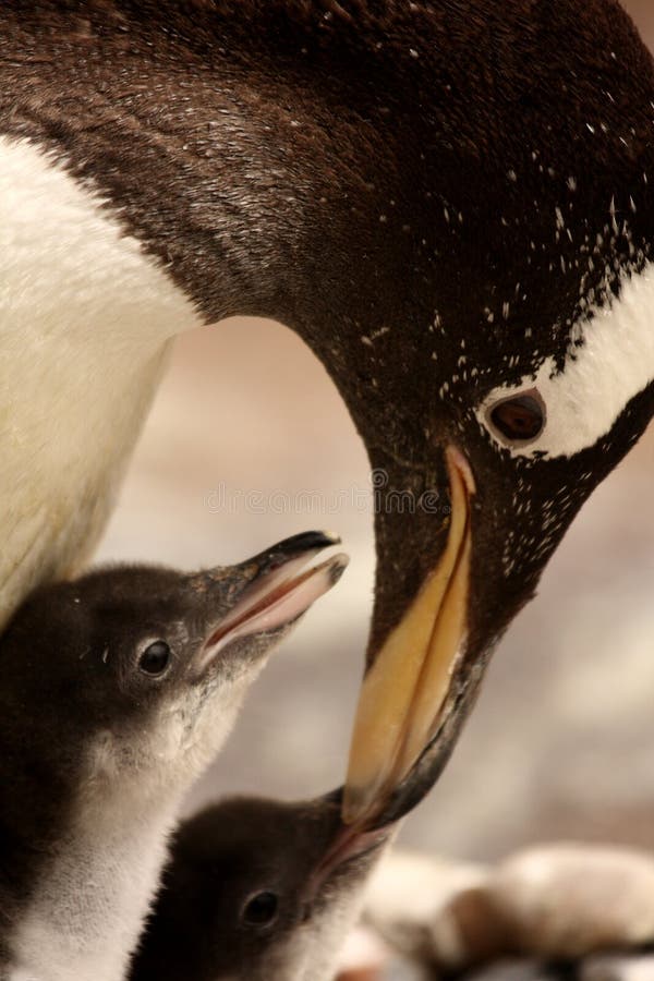 Pintainho Do Pinguim De Gentoo Imagem de Stock - Imagem de pintainho ...