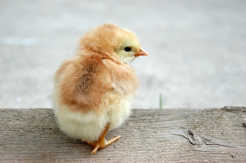 Pintainho pequeno imagem de stock. Imagem de pintainho - 365241