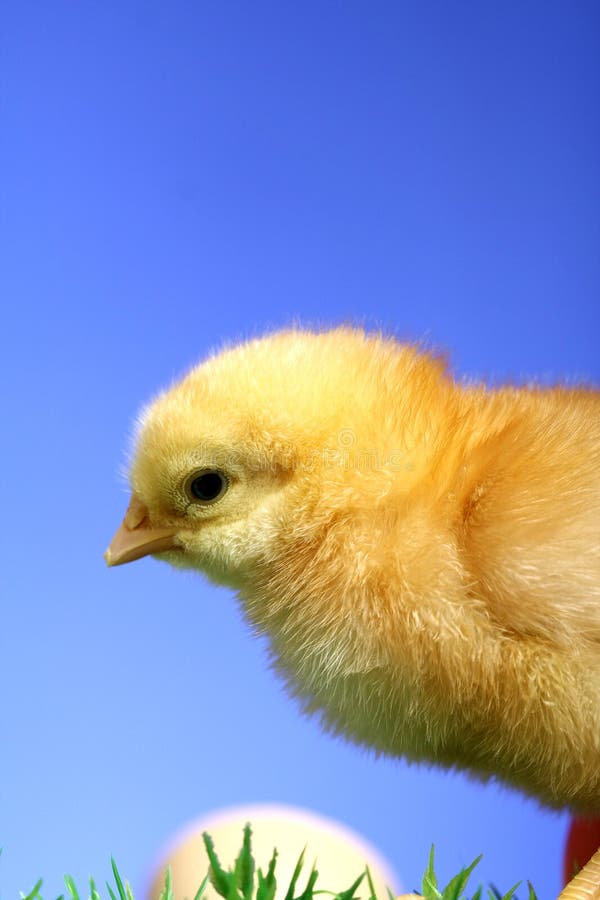 Pintainho Pequeno De Easter Imagem de Stock - Imagem de amarelo, gado ...