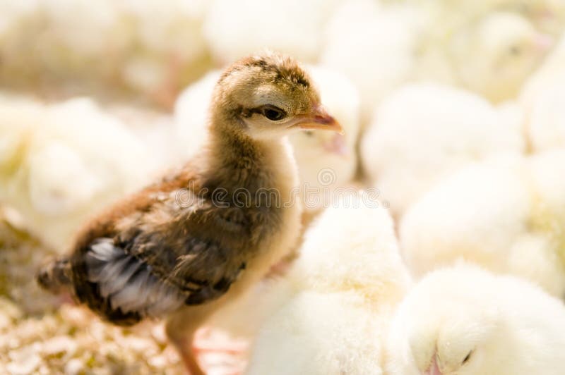 Pintainho proeminente foto de stock. Imagem de fazenda - 8105330