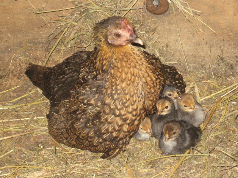 Pintainhos Da Galinha E Do Bebê Foto de Stock - Imagem de cinco, junto ...