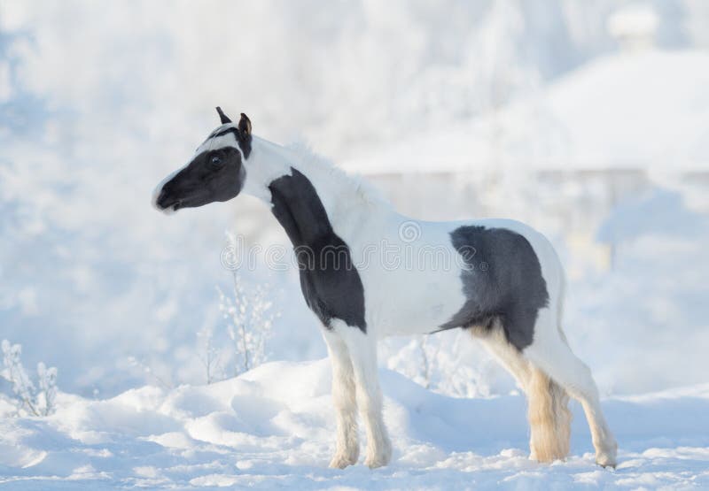Miniature Stallion Horse with Christmas Hat Stock Photo - Image of coat ...