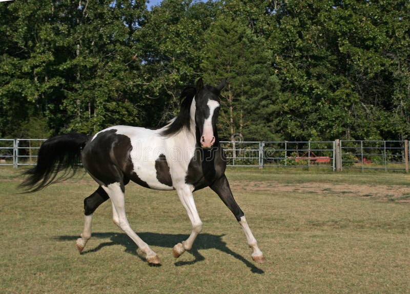 Pinto Arabian Gelding stock image. Image of trotting, spotted - 1012359