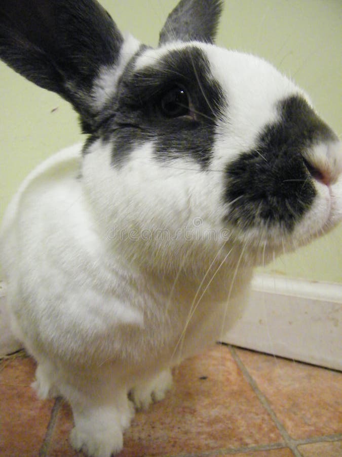 Pinto Bean Mira Inquisitivamente La Cámara. Foto de archivo - Imagen de ...