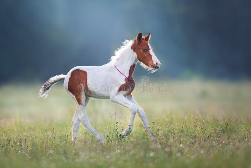 Pinto colt run stock photo. Image of landscape, farm - 150237536