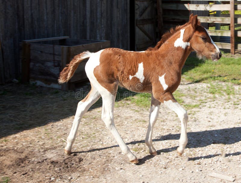 Pinto Foal stock image. Image of colt, pinto, baby, filly - 33459887