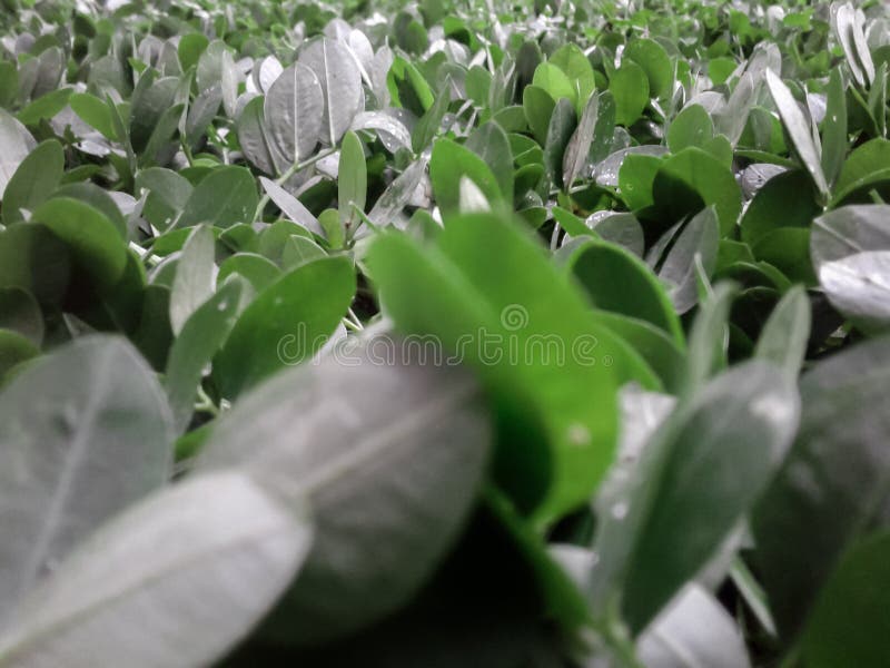 Grass Ornamental Plant Nature Decorativeplants Stock Photos - Free ...