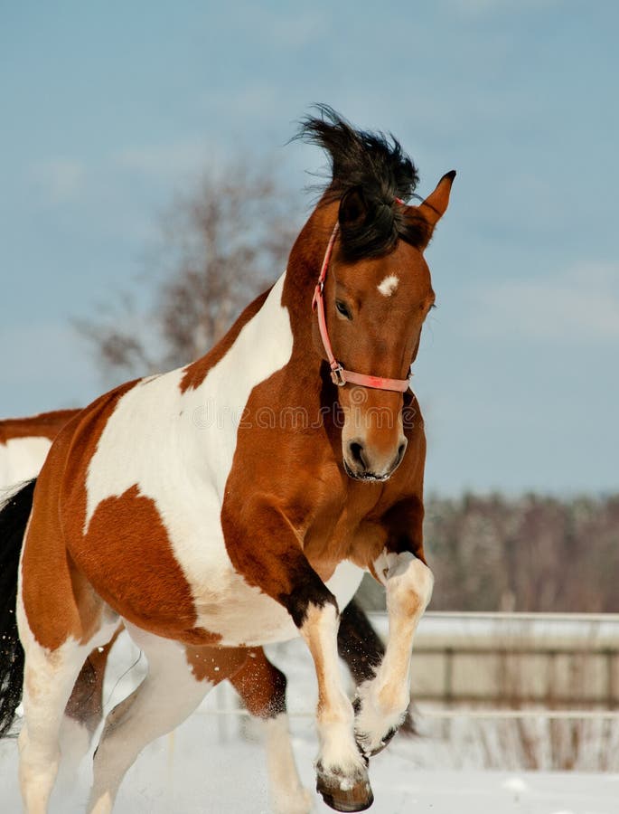 Photos Of Pinto Horses