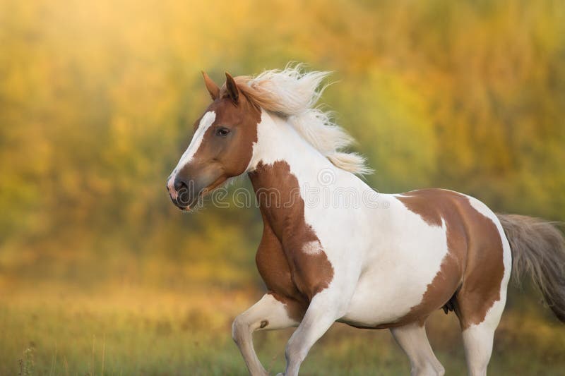Pinto Horse Isolated White Stock Photos - Free & Royalty-Free Stock ...