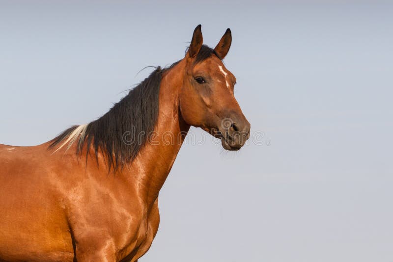 Pinto Silhouette Stock Photos - Free & Royalty-Free Stock Photos from ...