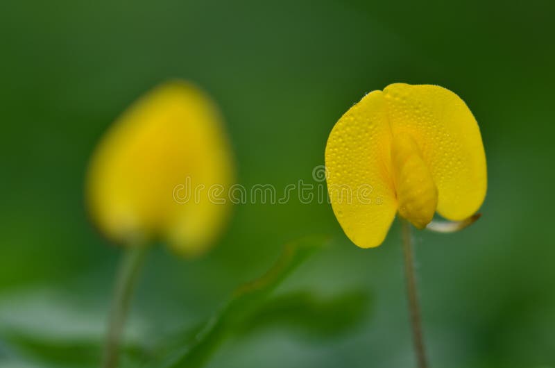 Pinto Peanut Plant (Arachis Pintoi Cv. Amarillo) Stock Photo - Image of ...