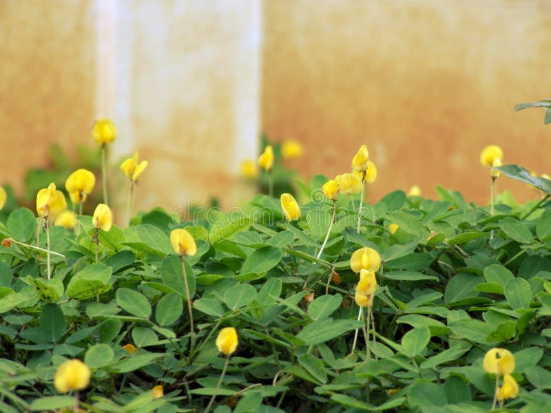 Pinto Peanut in garden stock image. Image of nature, blossom - 84394903