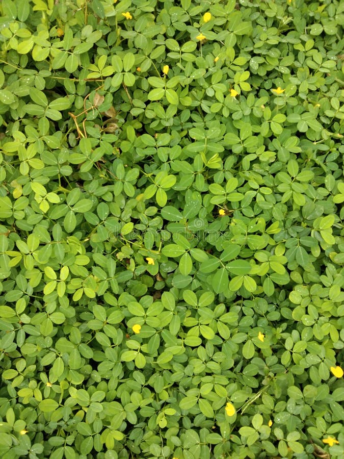 The Pinto Peanut Plant Bush Stock Photo - Image of beauty, garden ...