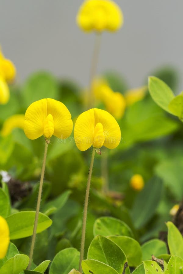Pinto Peanut plant stock image. Image of macro, blooming - 42209339
