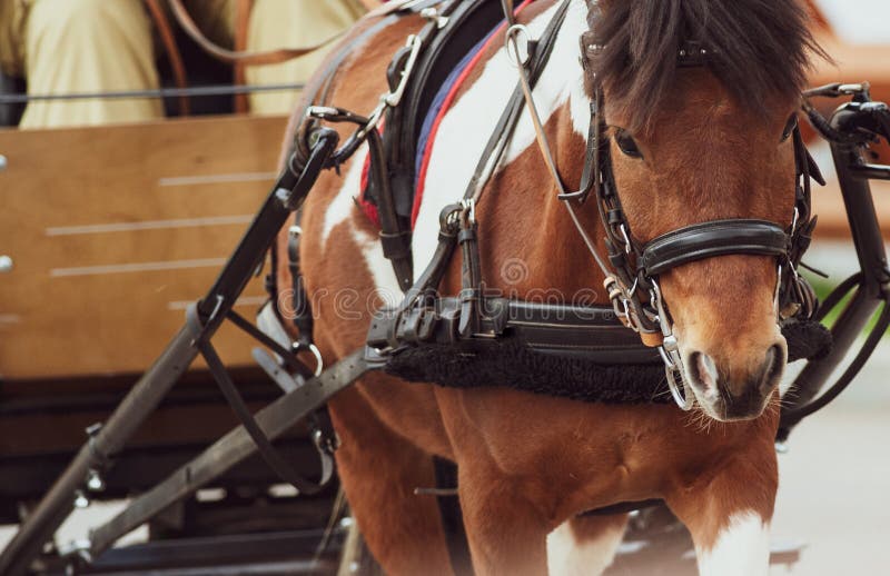 Pinto pony in carriage stock photo. Image of welsh, pure - 137133280