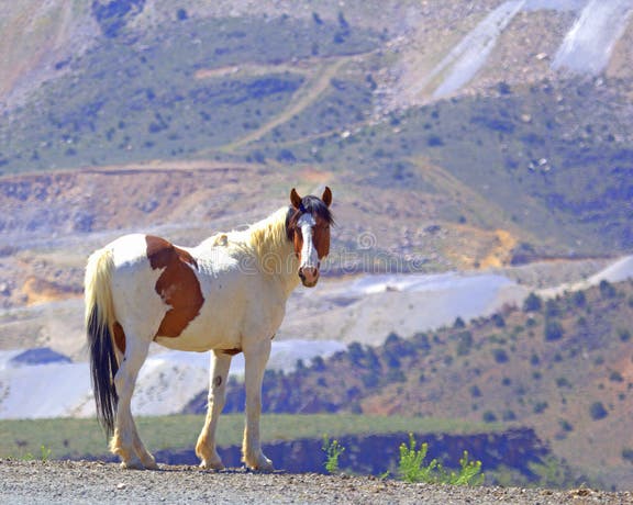 Pinto Wild Mustang Stallion Stock Image - Image of stallion, mammal ...