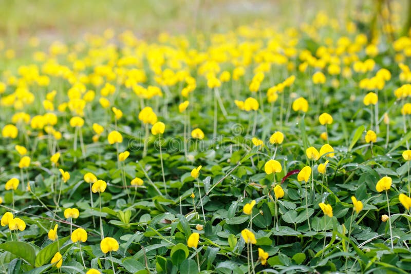 Pintoi D'arachis De Fleur D'arachide De Pinto Photo stock - Image du ...