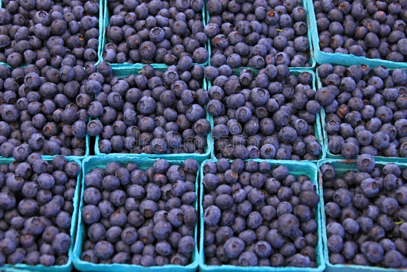 Pints of Blue Berries stock image. Image of farm, harvest - 15161825