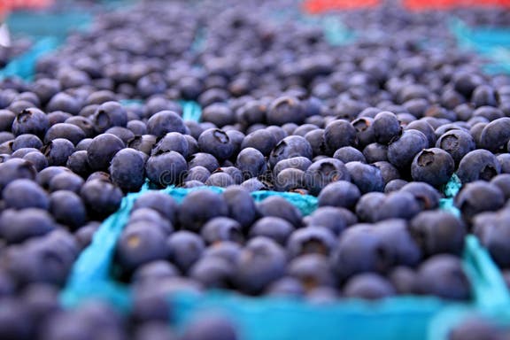 Pints of Blue Berries stock photo. Image of bush, blue - 15161846