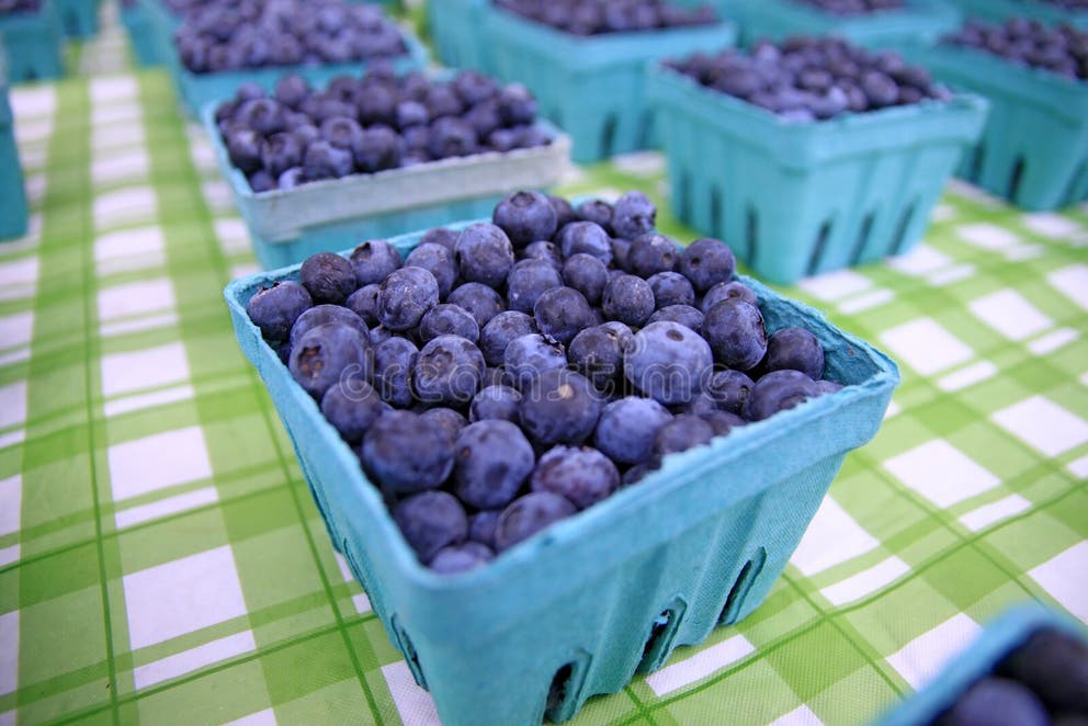 Pints of Blue Berries stock photo. Image of juice, pints - 21154364