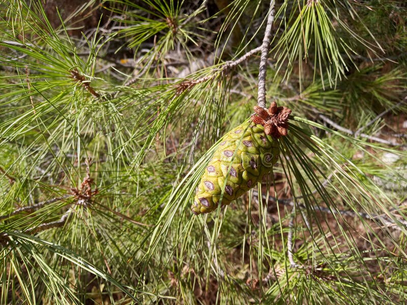 Pinus Brutia or Turkish Pine Stock Photo - Image of cone, needle: 199104676