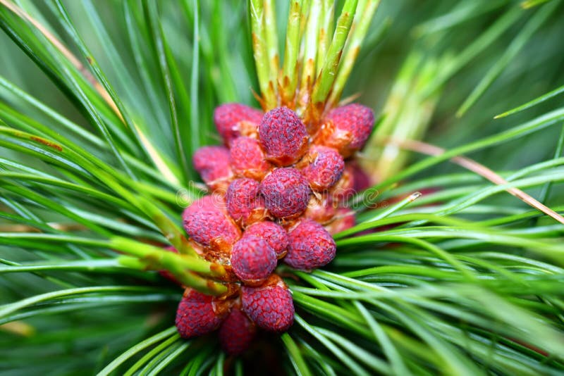 Pinus cembra stock image. Image of nature, botany, pinus - 123749065