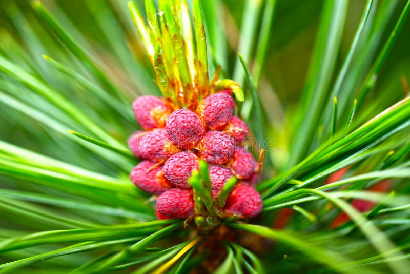 Pinus cembra stock image. Image of bough, flora, pine - 123749075