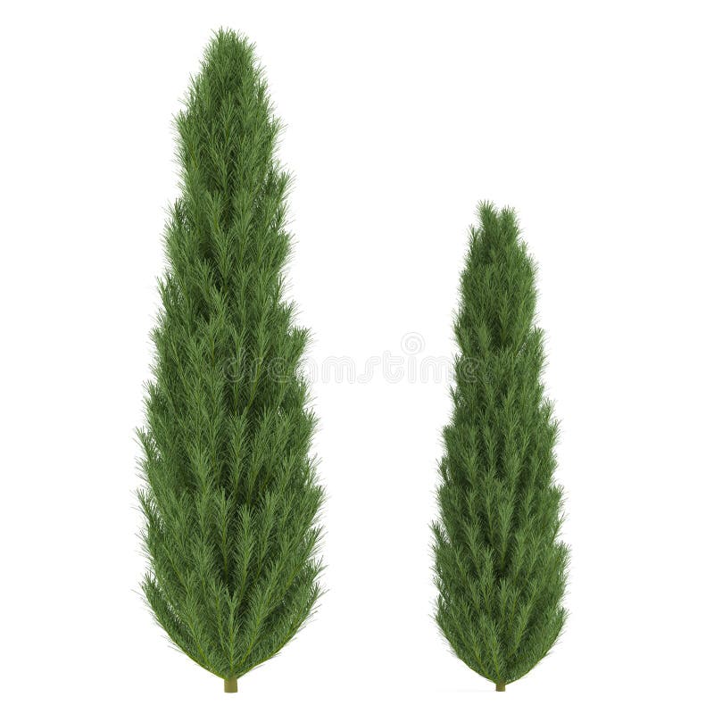 Pinus fir-tree stock illustration. Illustration of botanical - 36296184