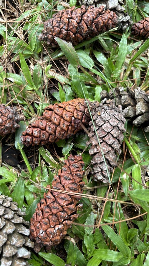 Pinus stock photo. Image of green, fruits, forest, fruit - 376414746