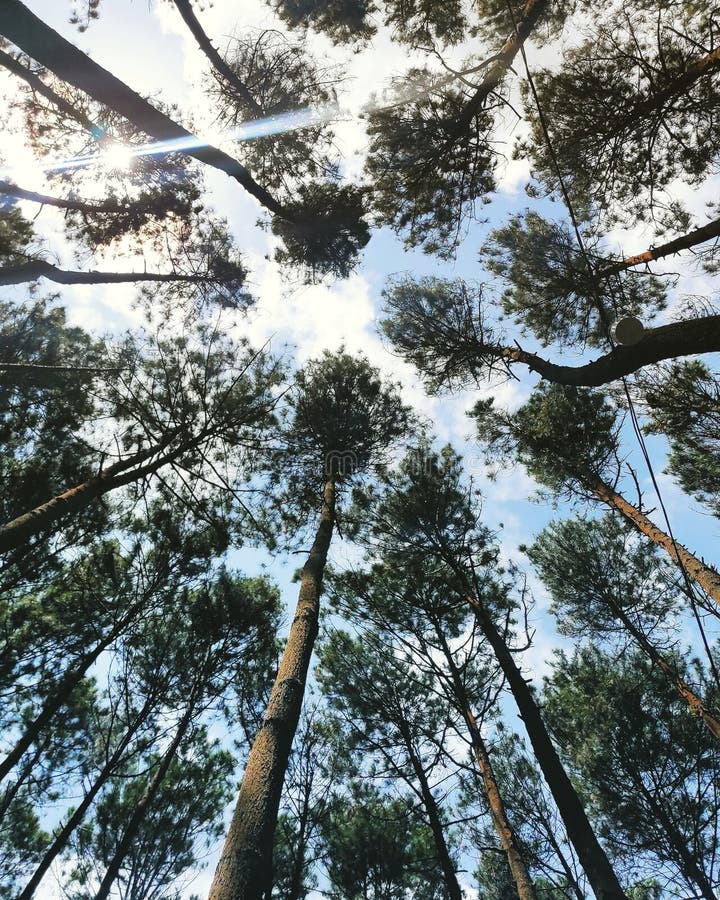 Pinus Forest Captured Above the Sky Stock Photo - Image of forest ...