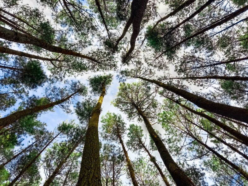 Pinus forest stock photo. Image of woods, trees, wood - 10319406