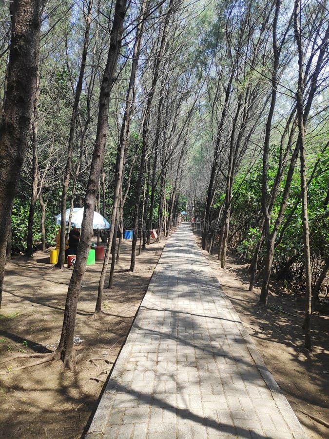 Pinus forest stock photo. Image of woods, trees, wood - 10319406