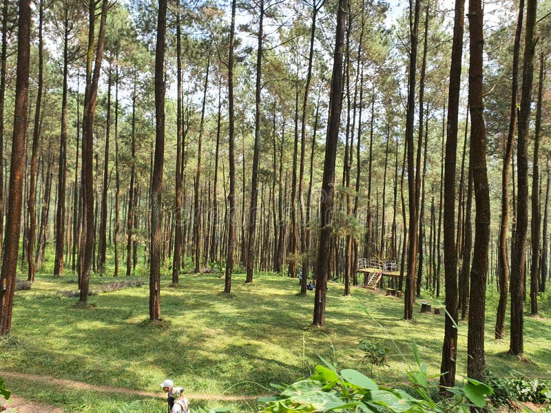 Pinus Forest Green Beautiful Picnic Stock Image - Image of forest ...