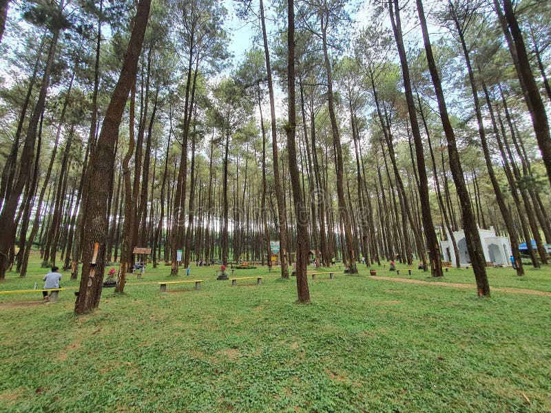 Pinus Forest Green Tree Holiday Stock Image - Image of forest, pinus ...