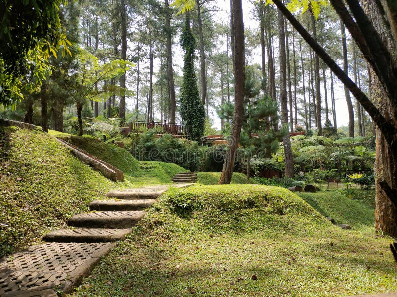 Pinus Forest Park and Step Leader Stock Photo - Image of step, leader ...