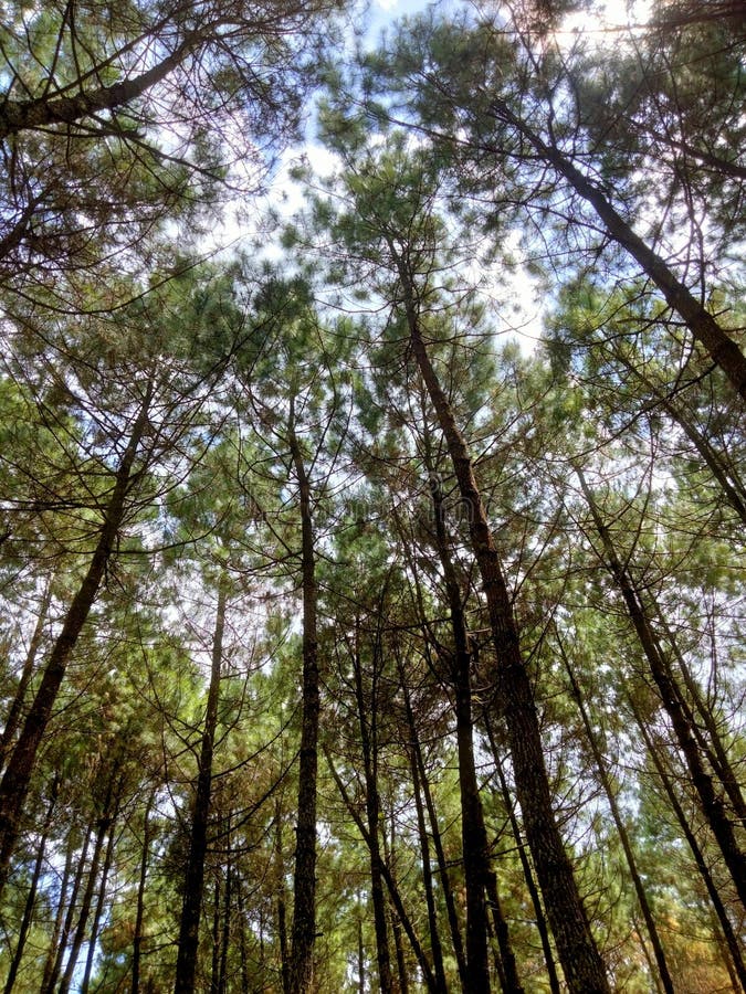Pinus forest sky fresh air stock photo. Image of pinus - 281085466