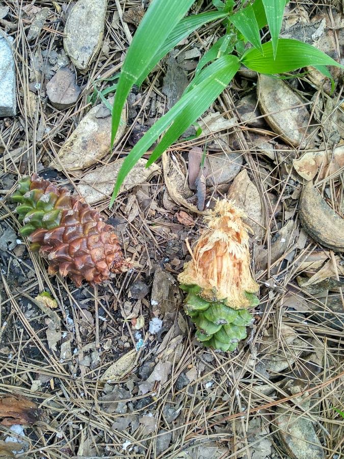 Pinus Fruit Macro Background Wallpaper Fine Art Prints Stock Photo ...